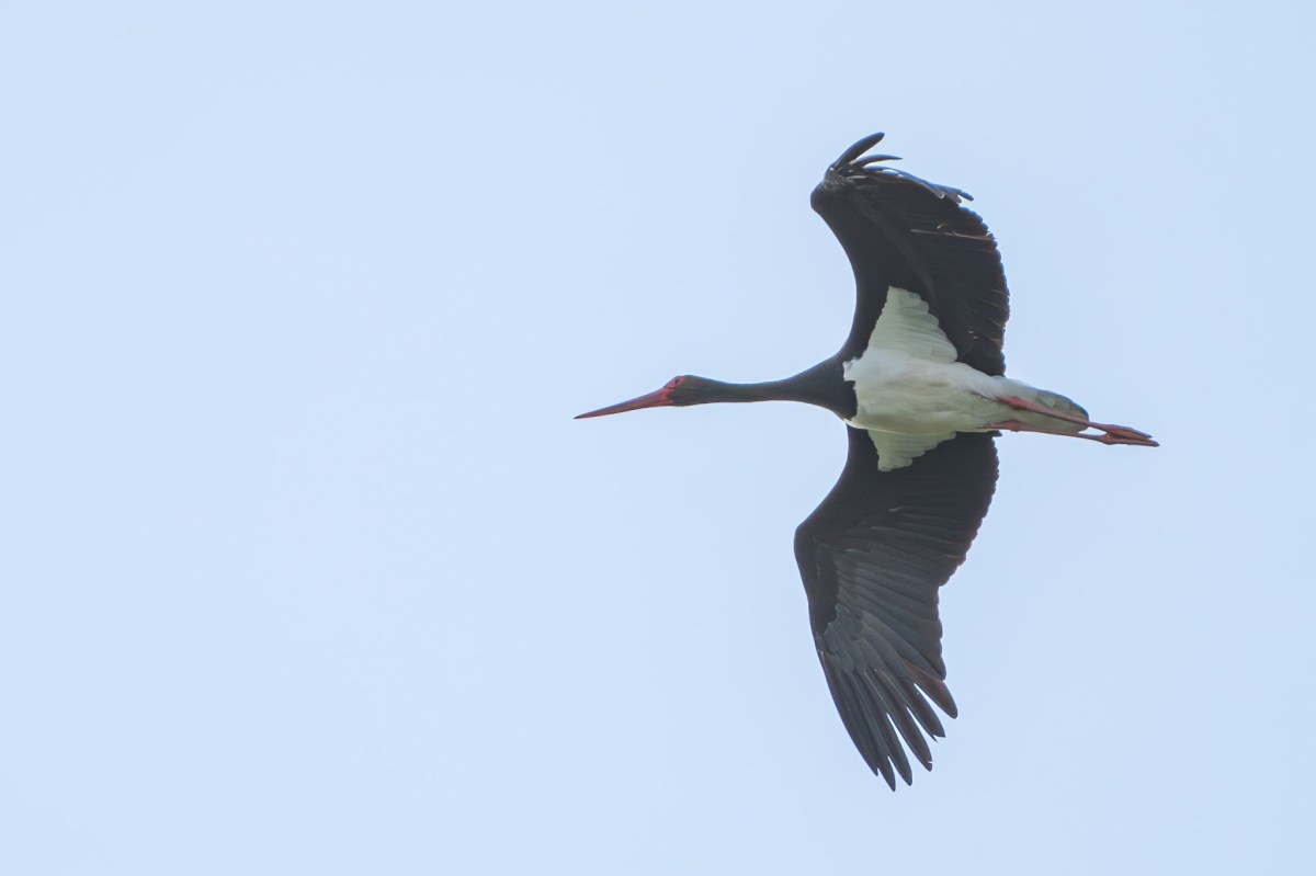 Fekete gólya Kaplonyban – Kaplony.blog